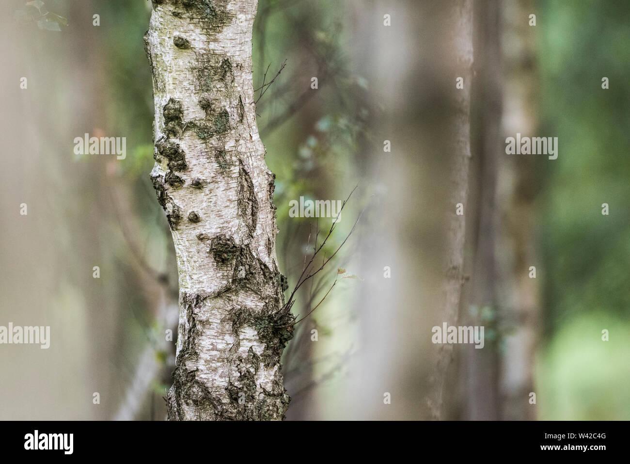 Silver birch tree trunk, shallow depth of field and negative space ...