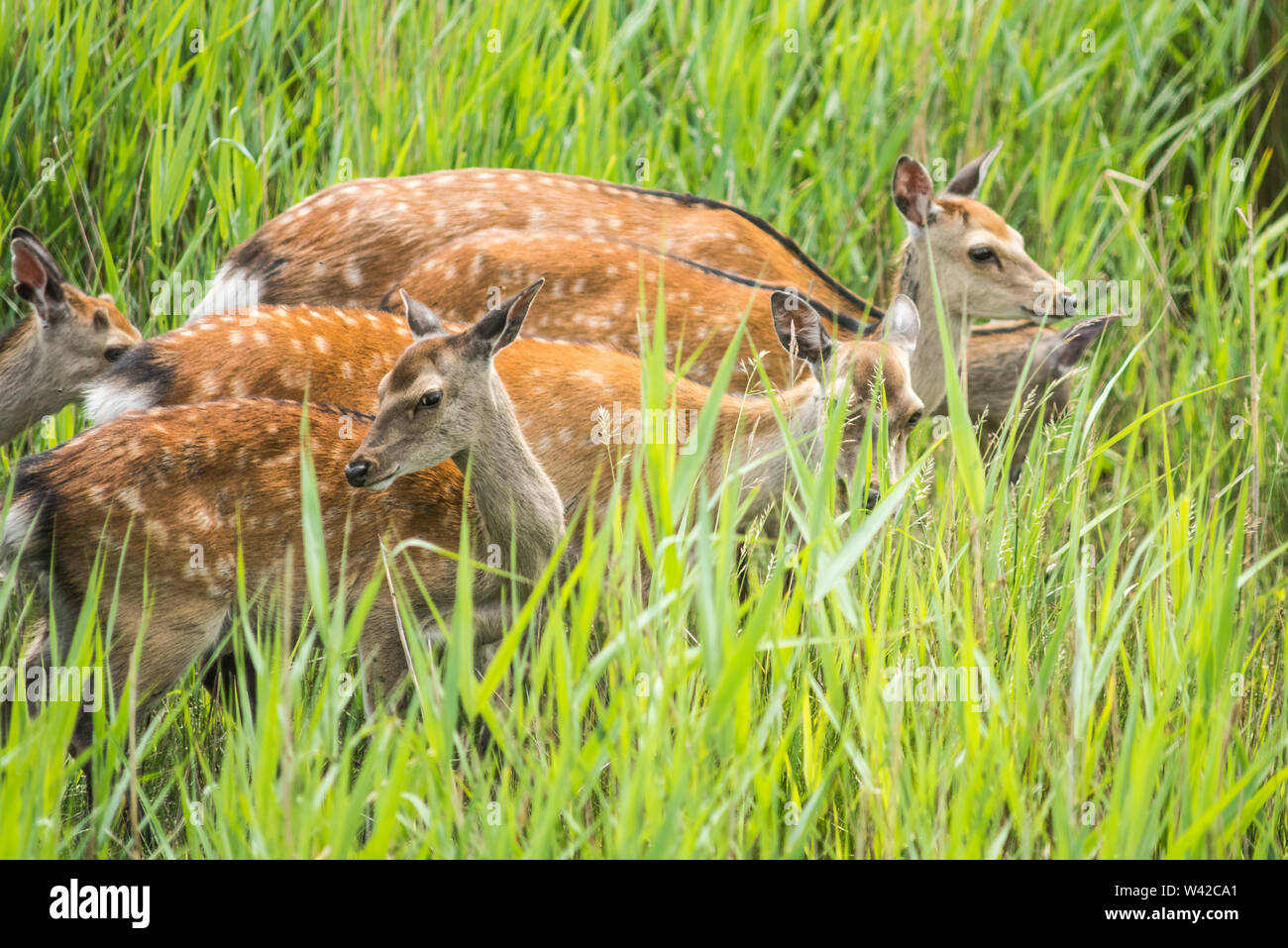 Summer coats hi-res stock photography and images - Alamy