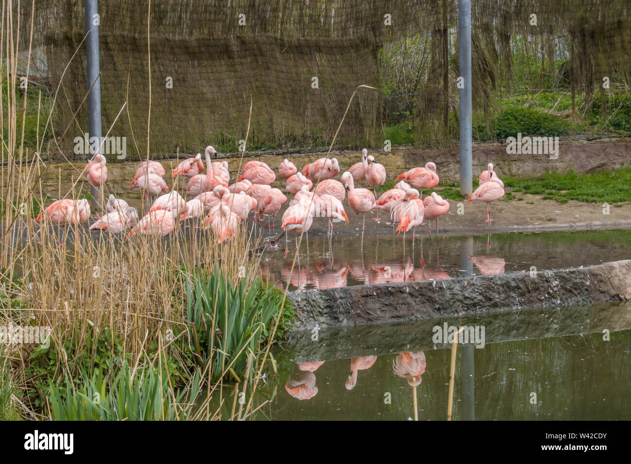 Vogelpark marlow hi-res stock photography and images - Alamy