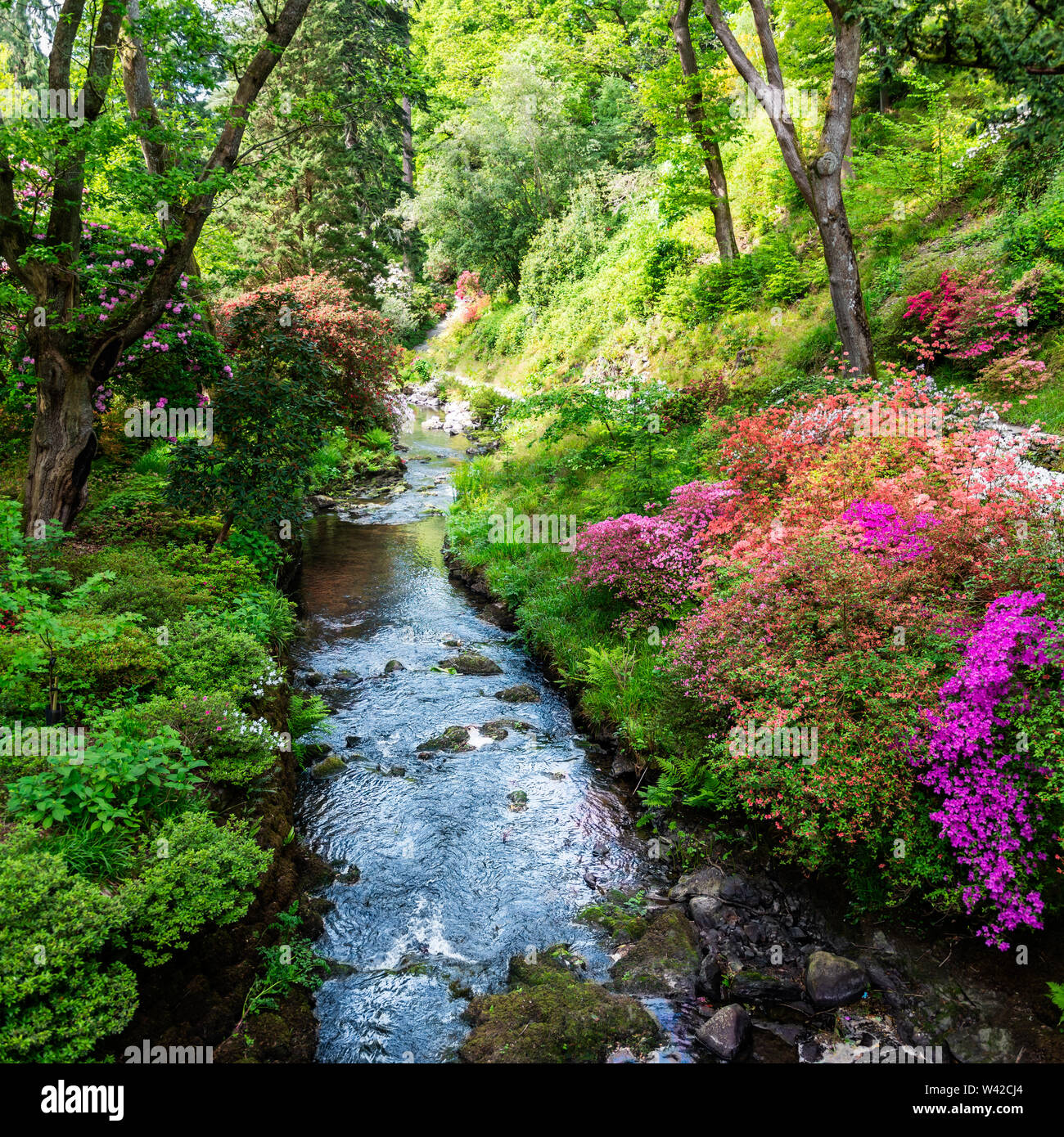 Beautiful Garden with blooming trees during spring time, Wales, UK ...