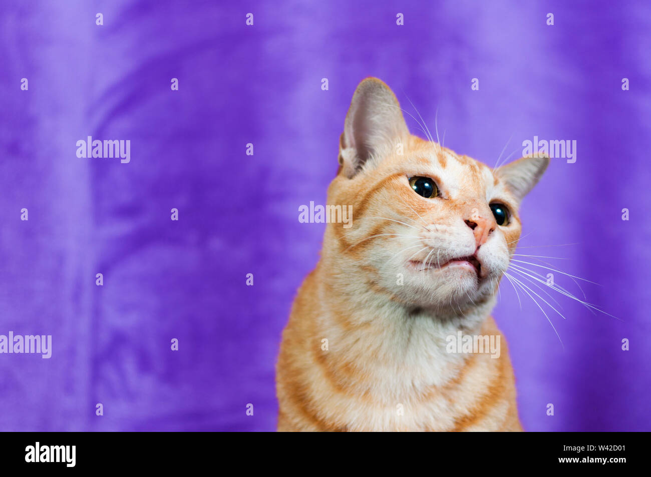 Close up Tiger yellow cat looking studio shot purple background Stock ...