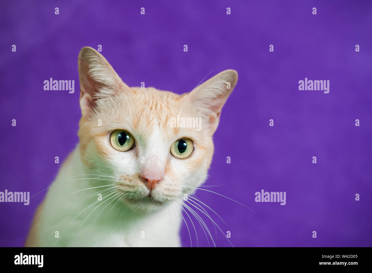 Close up Tiger yellow cat looking studio shot purple background Stock ...
