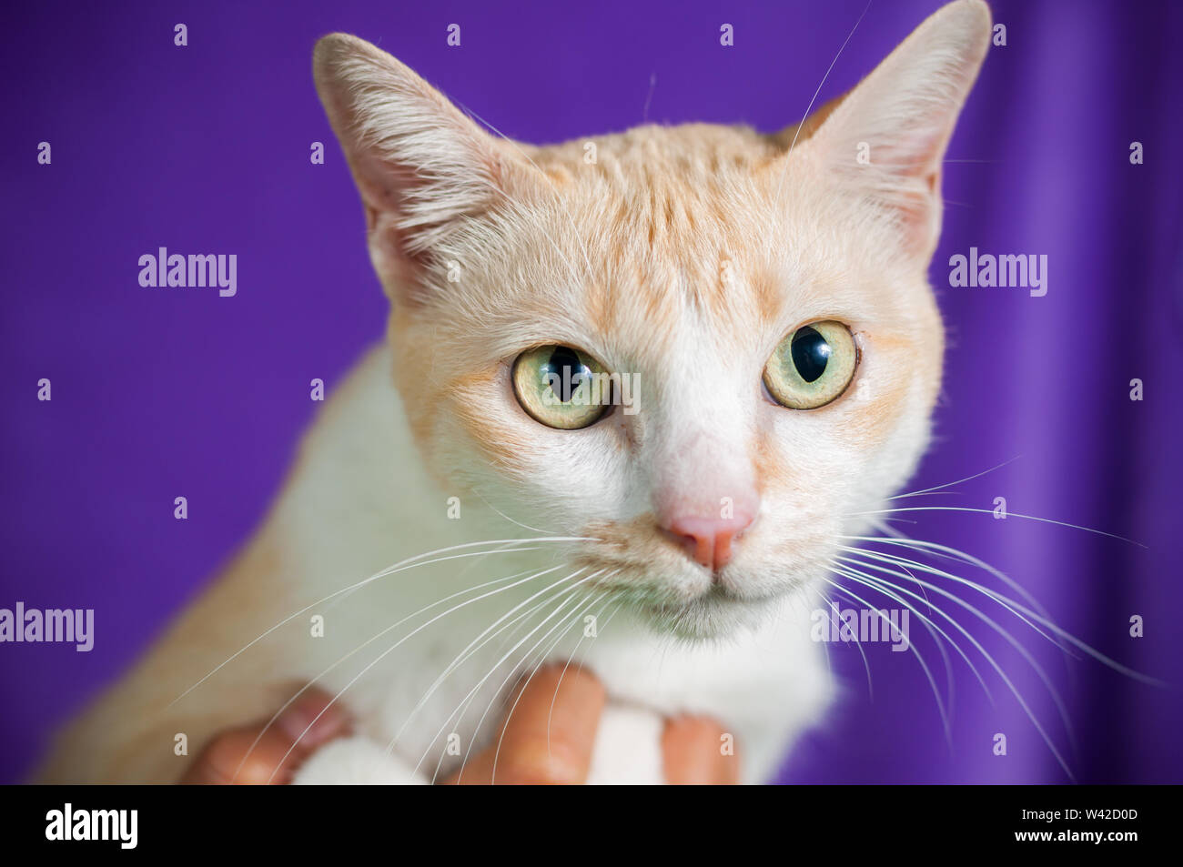 Close up Tiger yellow cat looking studio shot purple background Stock ...