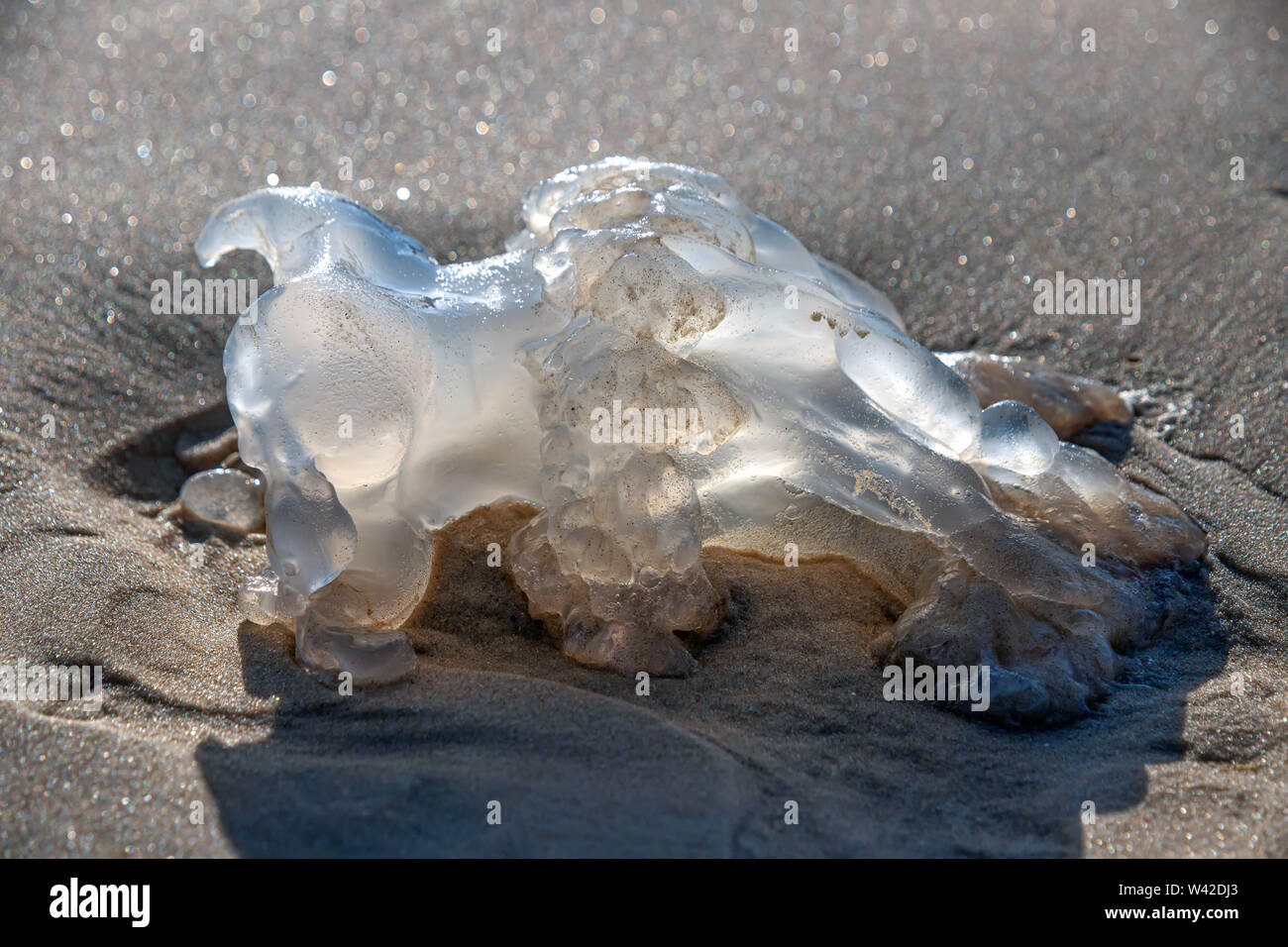 Rhopilema nomadica jellyfish on the coastal sand. Mediterranean Sea ...