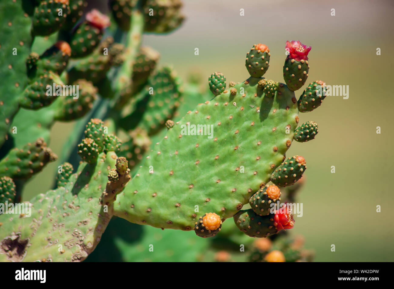 Wild cactus with flowers in the nature outdoor Stock Photo - Alamy