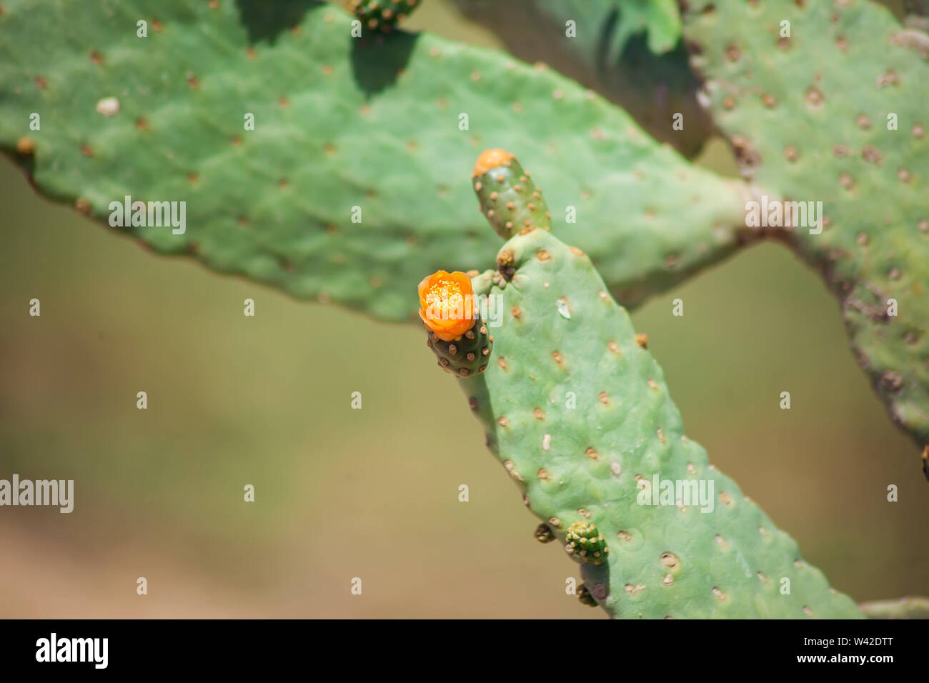 Wild cactus with flowers in the nature outdoor Stock Photo - Alamy