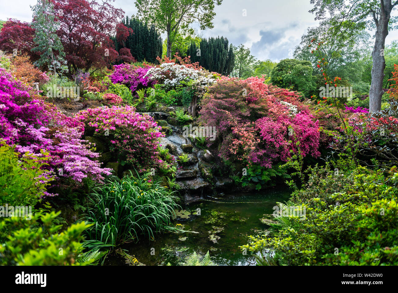 Beautiful Garden with blooming trees during spring time, Wales, UK ...