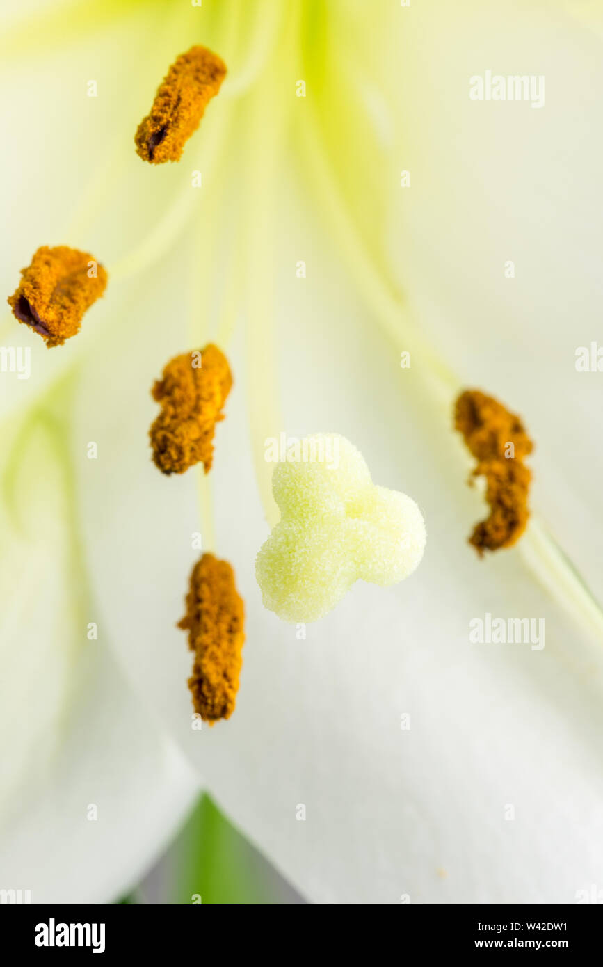 Structure of pistil hi-res stock photography and images - Alamy