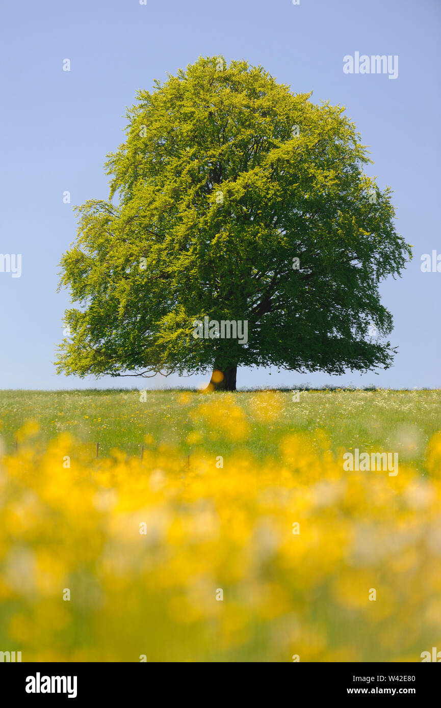 perfect single beech tree in meadow at spring Stock Photo - Alamy