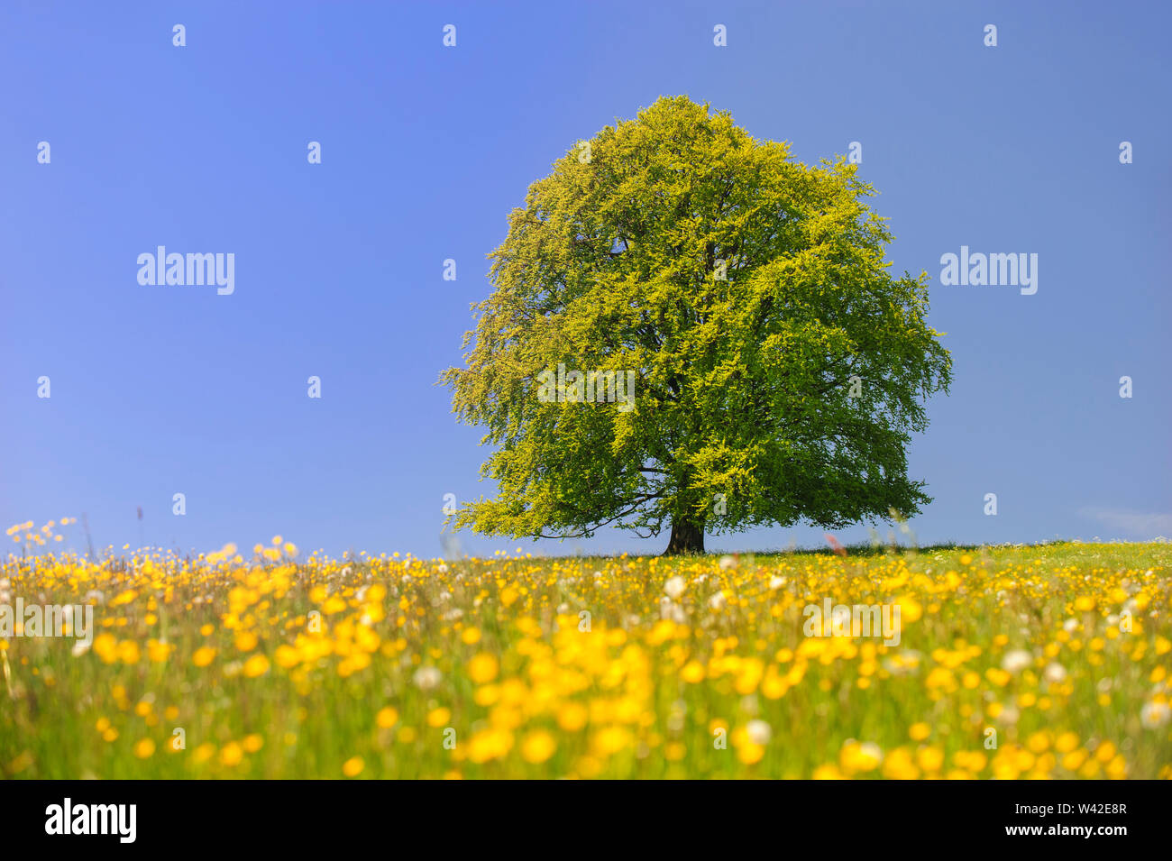 Beautiful single tree in meadow sun hi-res stock photography and images ...