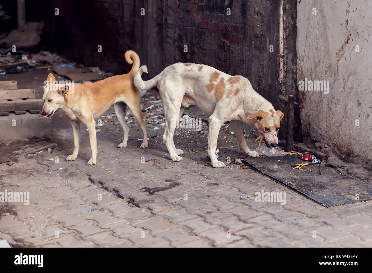Homeless dogs hi-res stock photography and images - Alamy