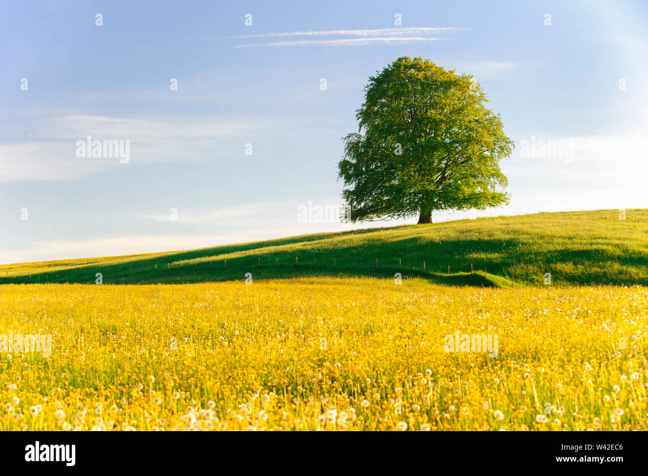 perfect single beech tree in meadow at spring Stock Photo - Alamy