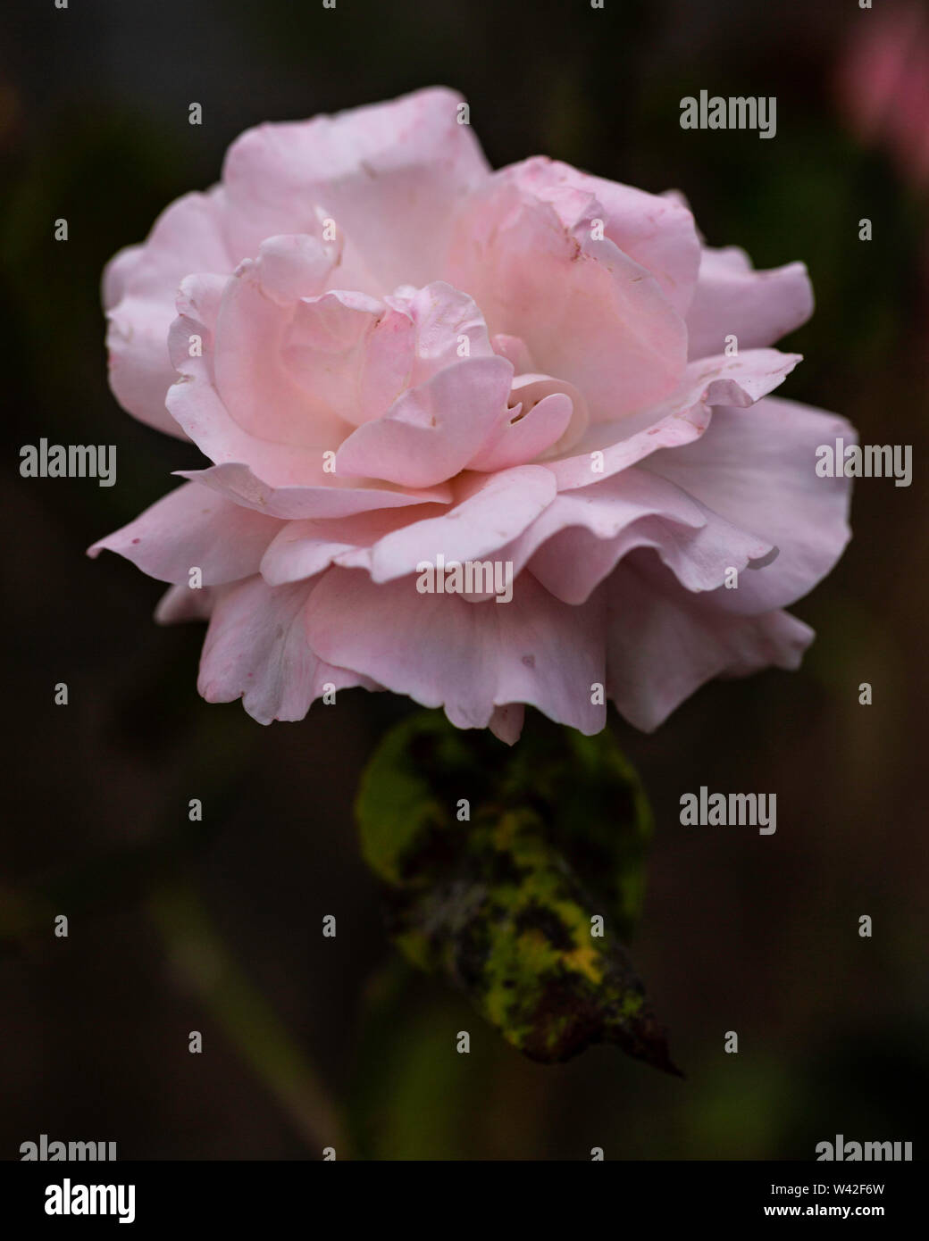 Pink wild rose Stock Photo - Alamy