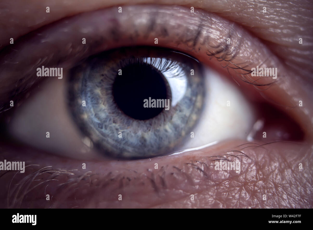 Macro image of human blue eye. Close-up details Stock Photo - Alamy