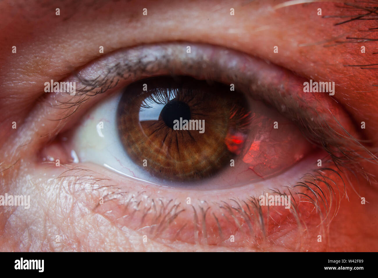 Macro human brown eye caucasian hi-res stock photography and images - Alamy