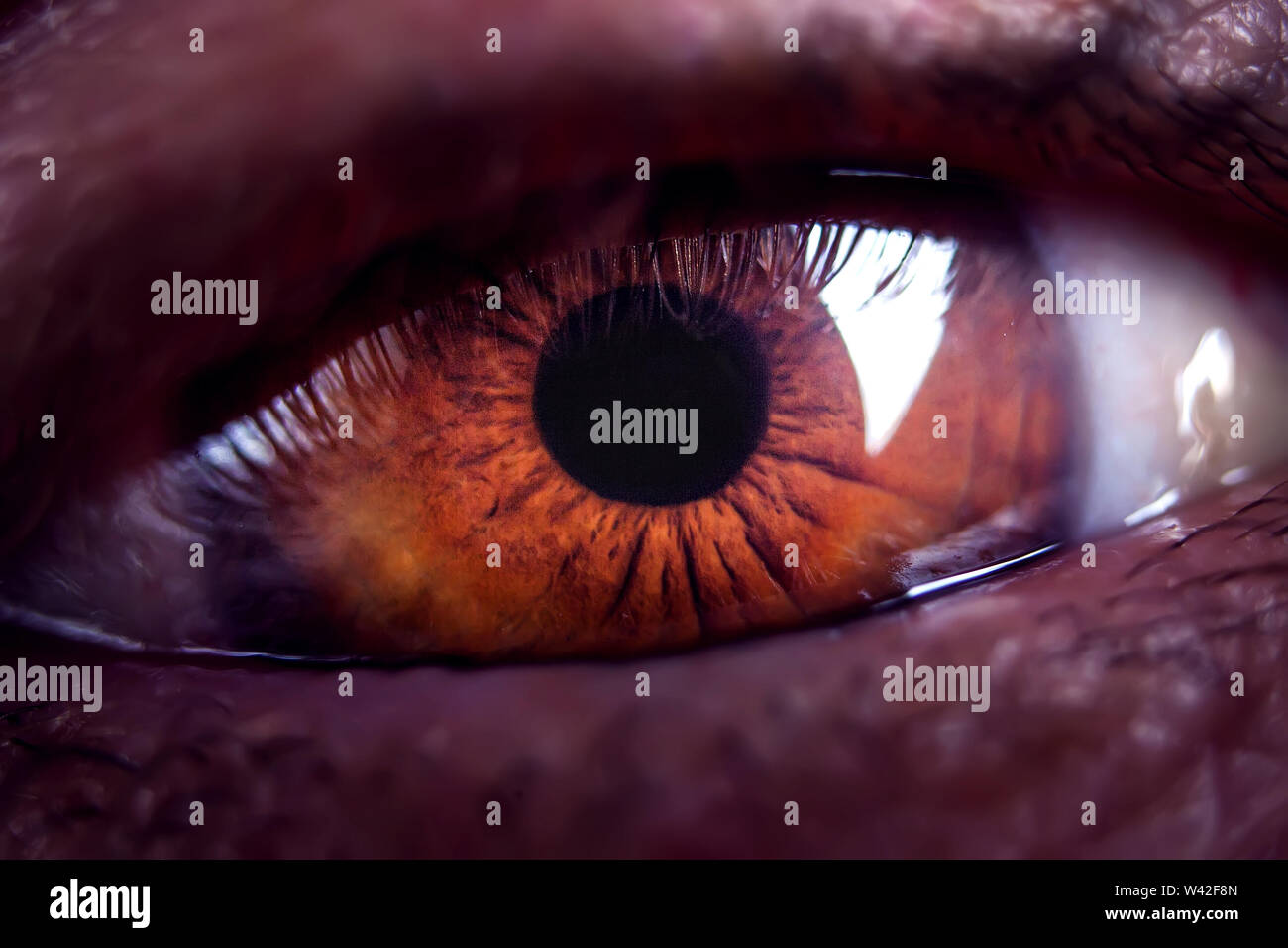 Macro image of human brown eye. Close-up details Stock Photo - Alamy