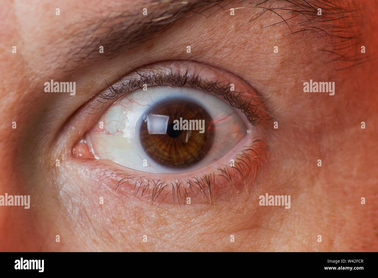 Macro human brown eye caucasian hi-res stock photography and images - Alamy