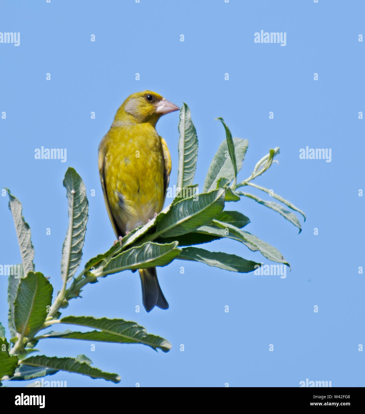 Chloris autumn hi-res stock photography and images - Alamy