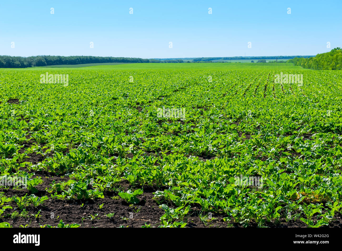 farm planting vegetables in a field of green rows Stock Photo - Alamy