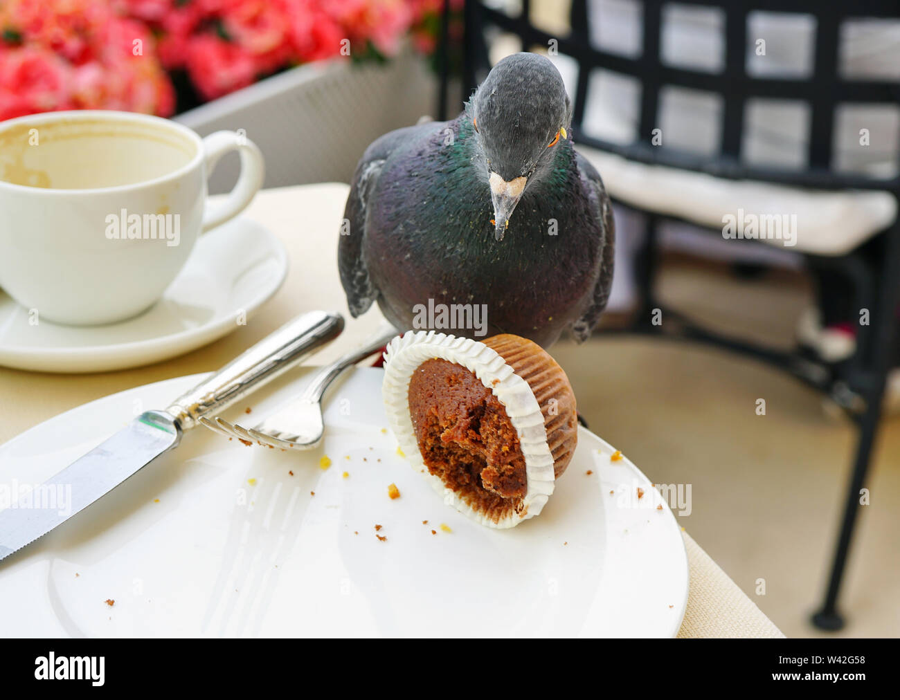 A grey pigeon bird eating breakfast crumbs on a terrace overlooking the ...