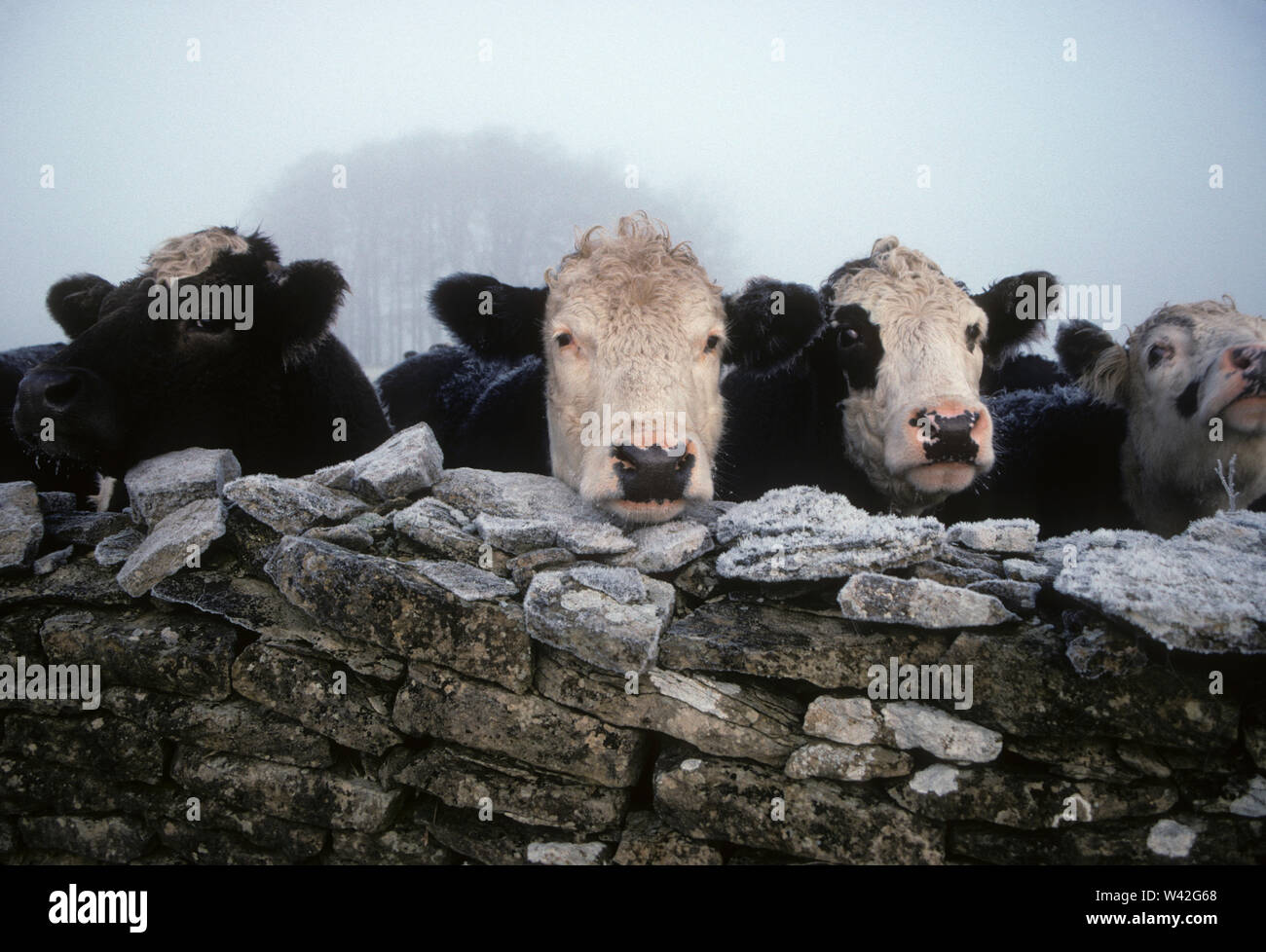 Avening hi-res stock photography and images - Alamy