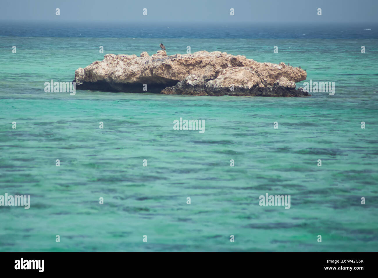 Birds on the island in the Red sea Stock Photo - Alamy