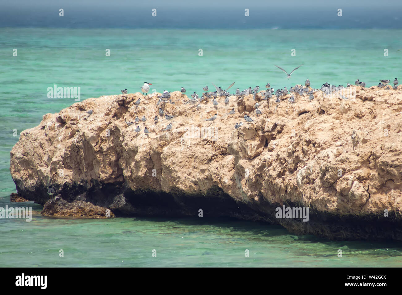 Birds on the island in the Red sea Stock Photo - Alamy