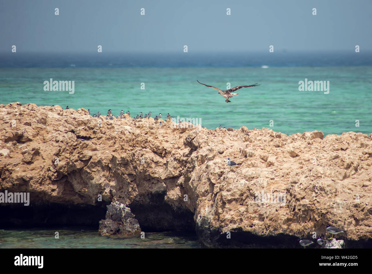 Birds on the island in the Red sea Stock Photo - Alamy