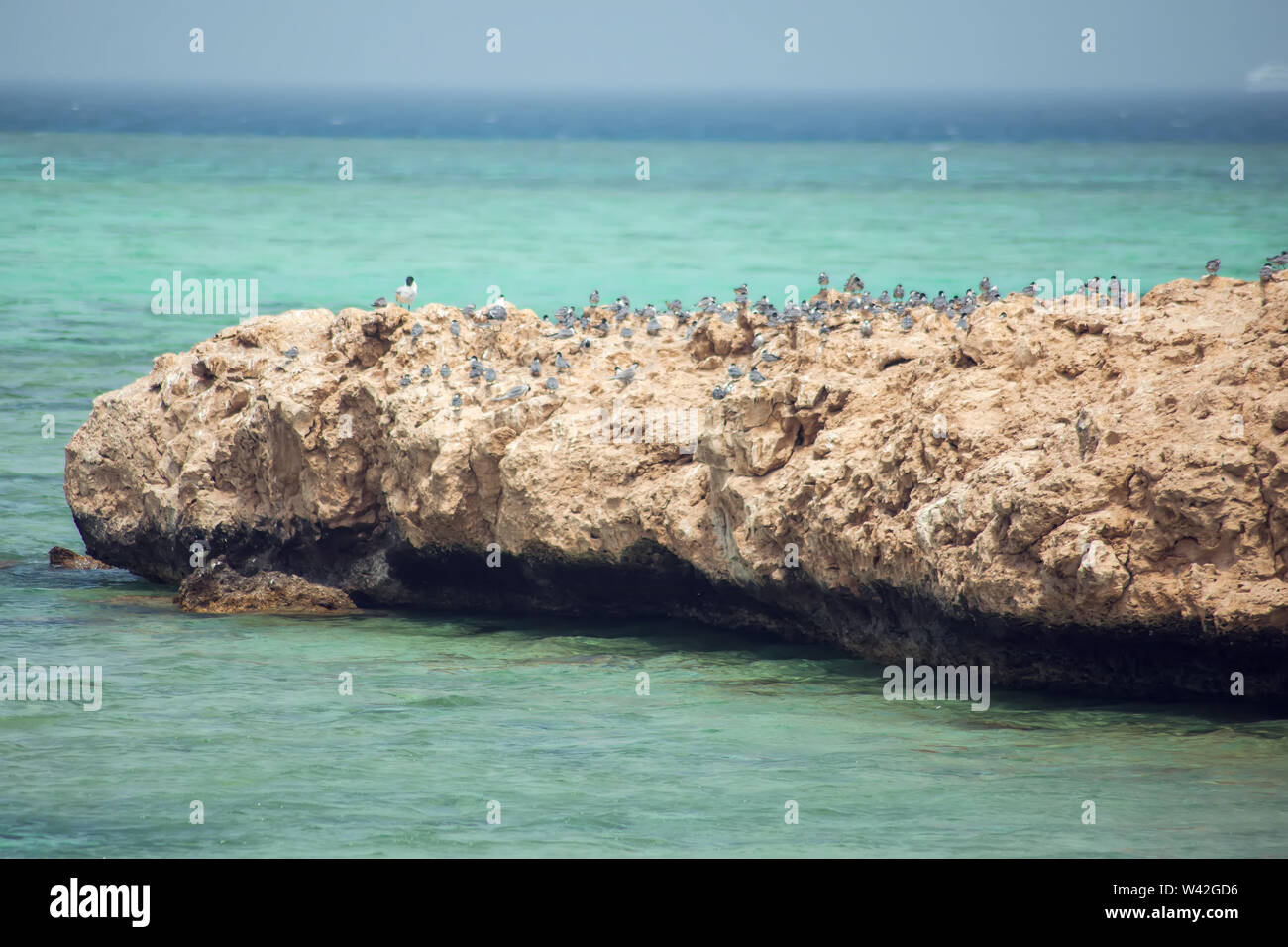 Common birds in egypt hi-res stock photography and images - Alamy