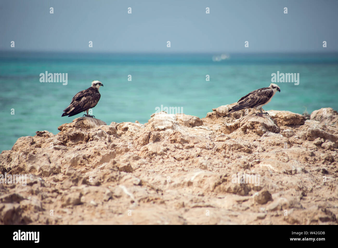 Birds on the island in the Red sea Stock Photo - Alamy