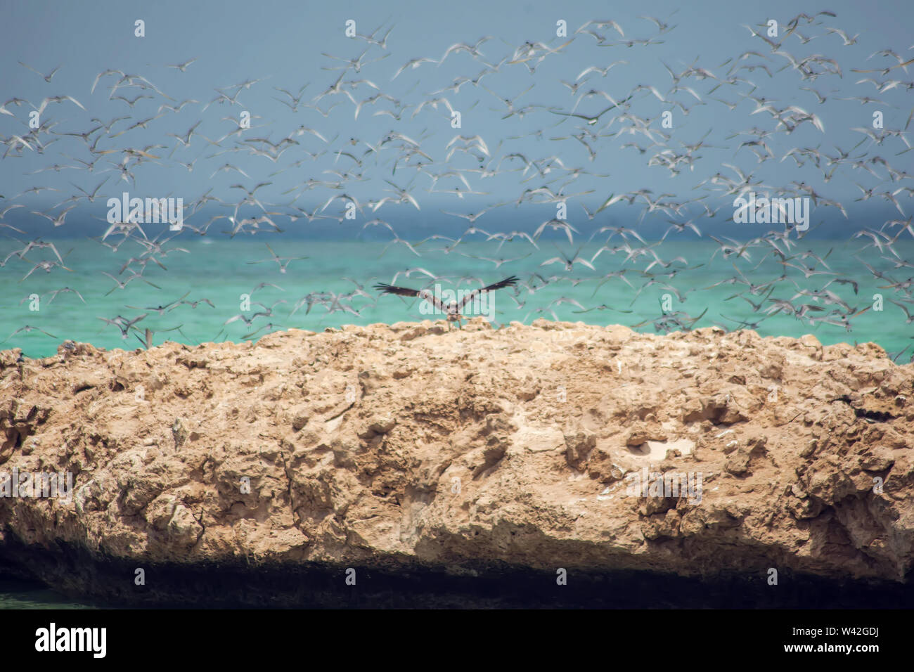 Birds on the island in the Red sea Stock Photo - Alamy