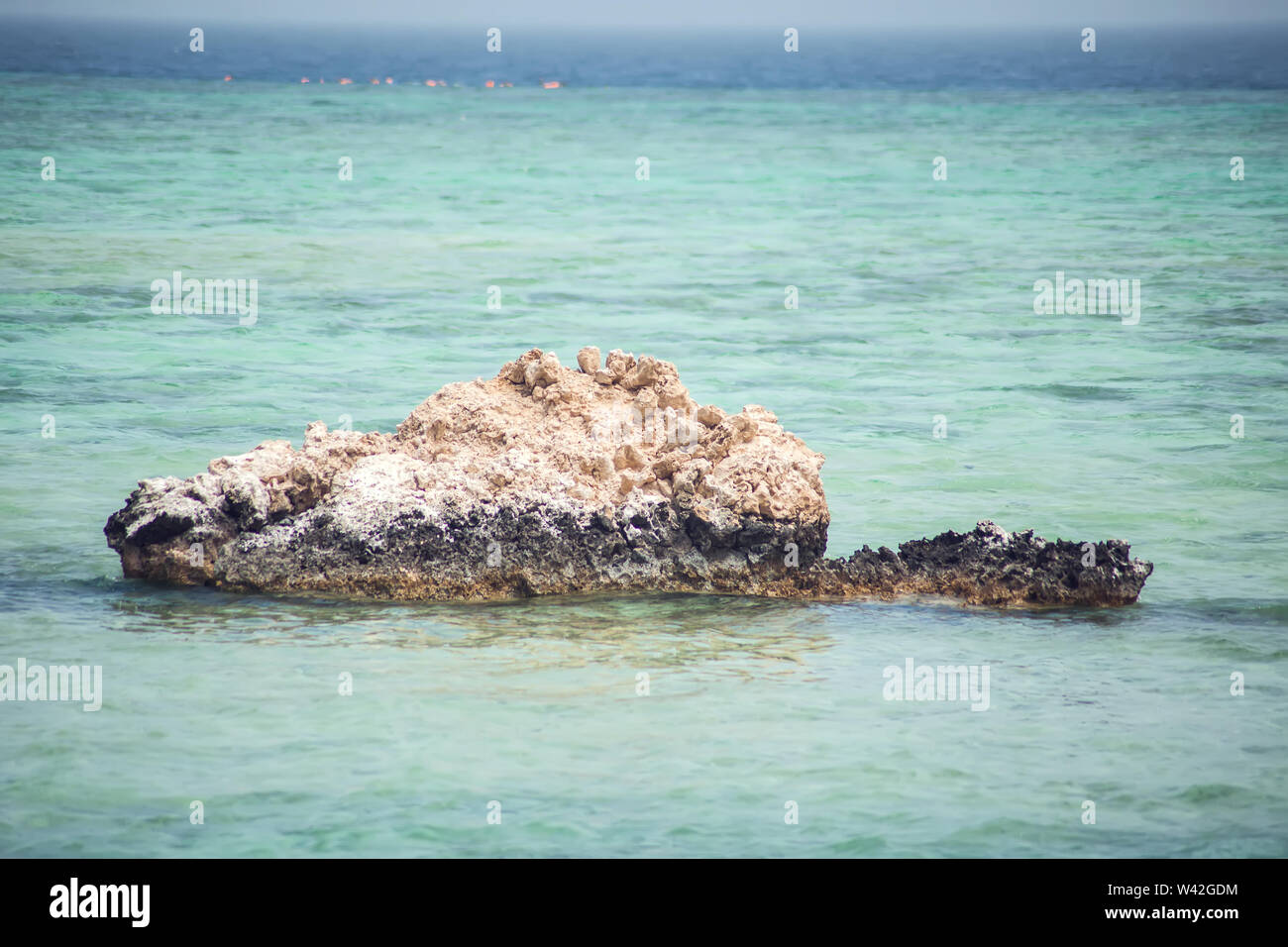 Birds on the island in the Red sea Stock Photo - Alamy