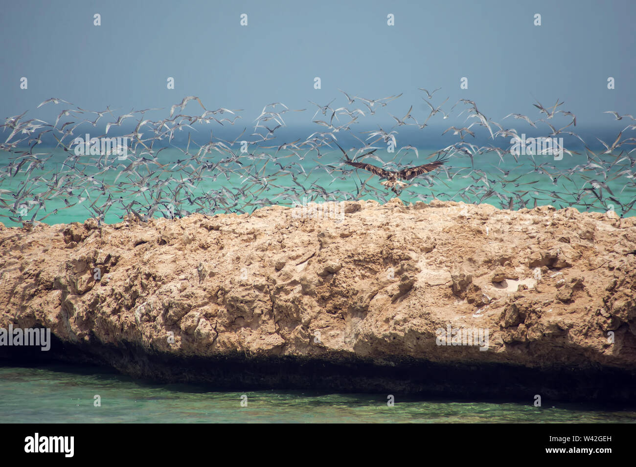 Birds on the island in the Red sea Stock Photo - Alamy
