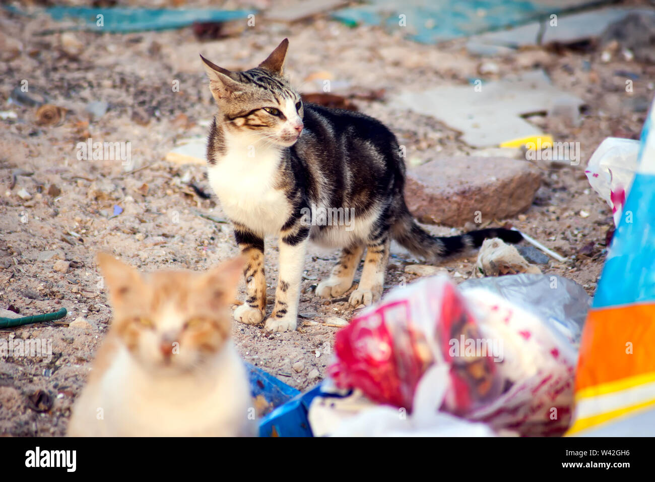 Cats sit in the trash. Concept protection of stray animals Stock Photo ...