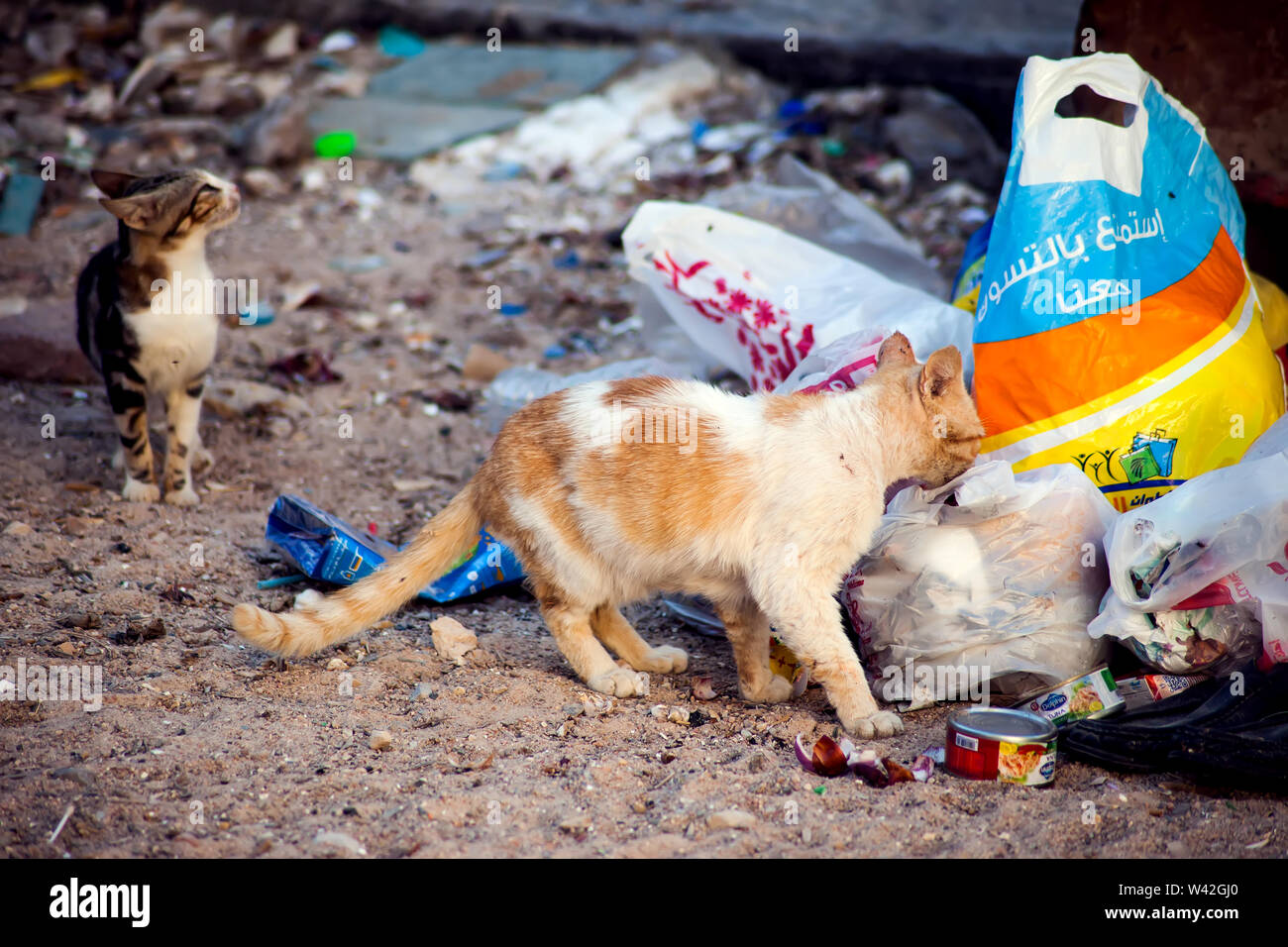 Hurghada, Egypt, 17.04.2019, Cats sit in the trash. Concept protection ...