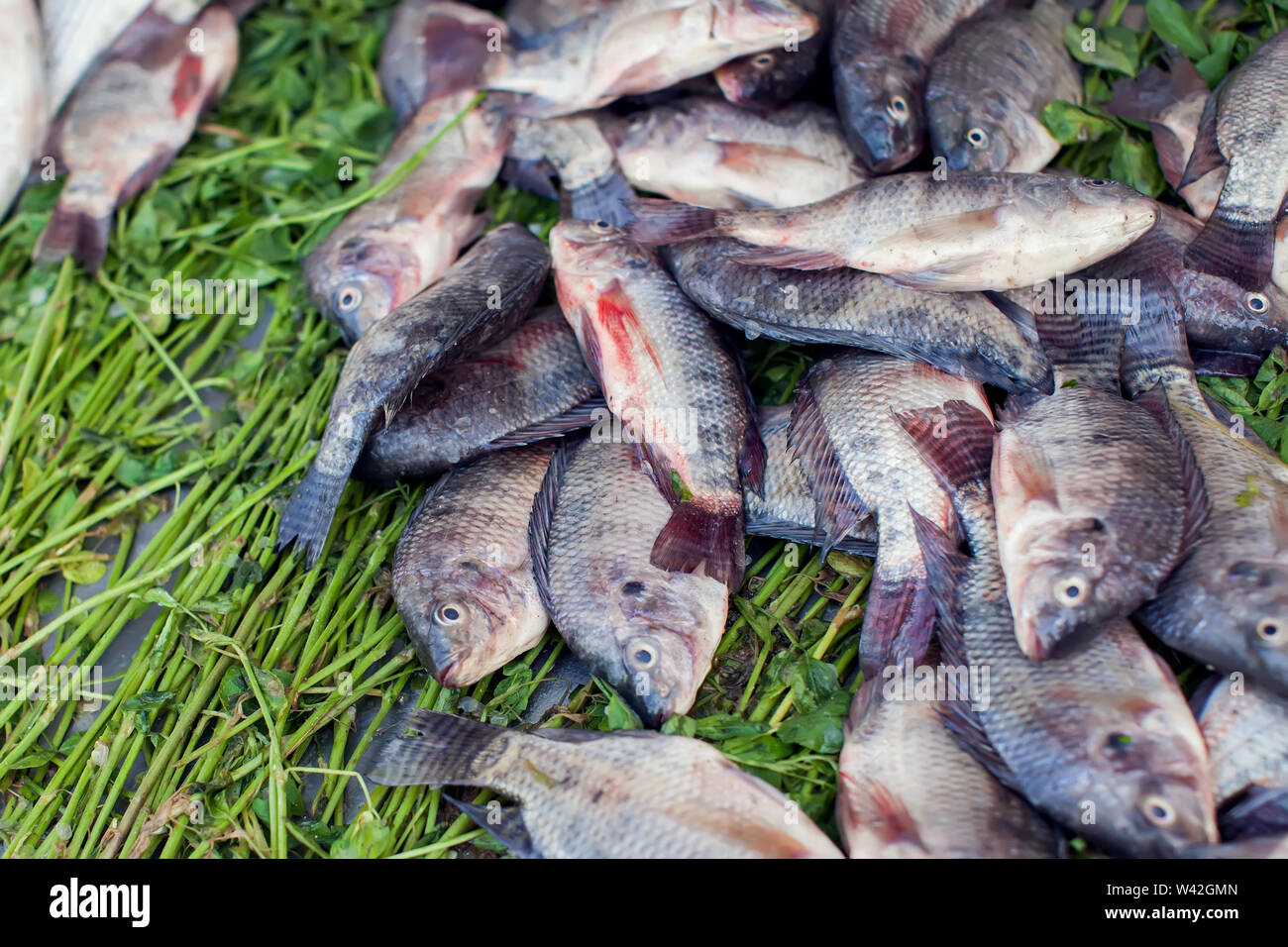 A lot of fresh fish at the market. Fish background Stock Photo - Alamy