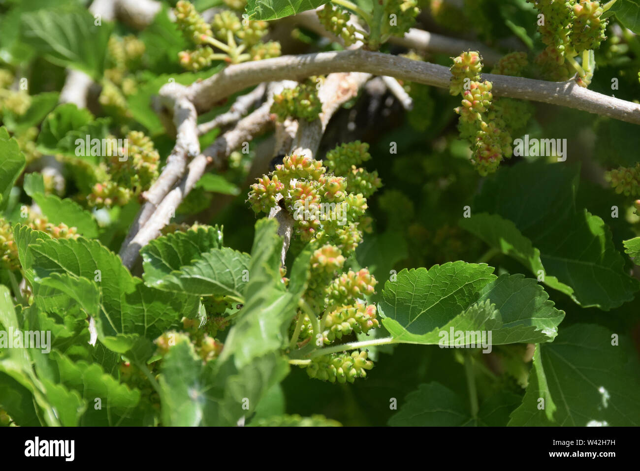 Samarkand grape tree in bloom Stock Photo - Alamy