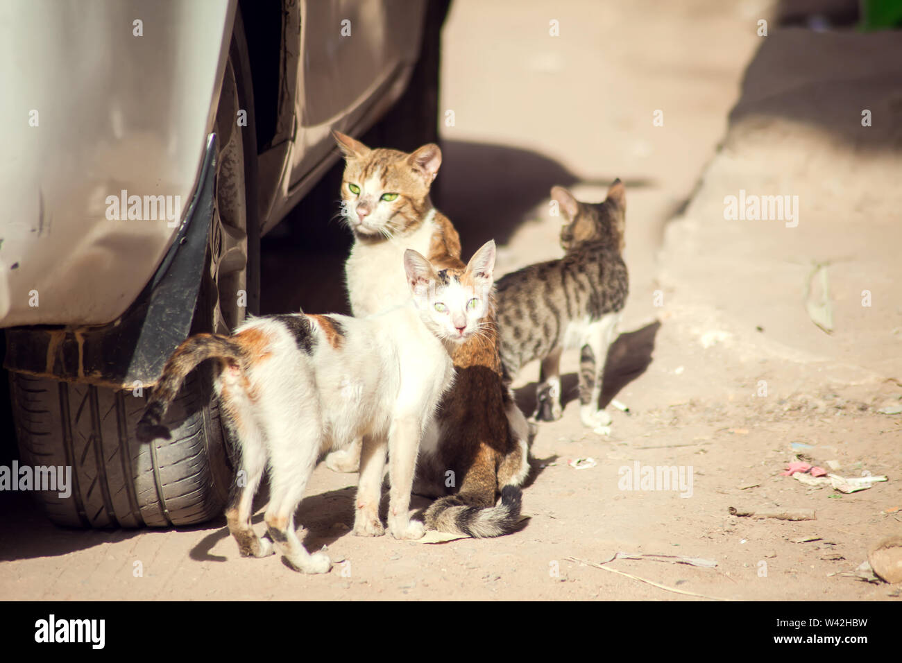 Homeless red cats on street hi-res stock photography and images - Alamy