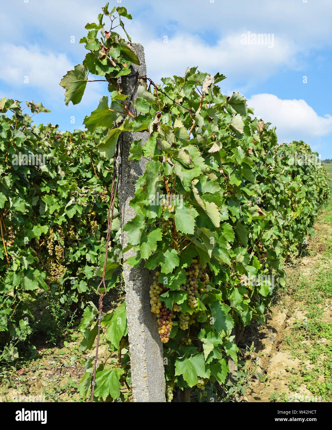 Tokay hungary landscape hi-res stock photography and images - Alamy
