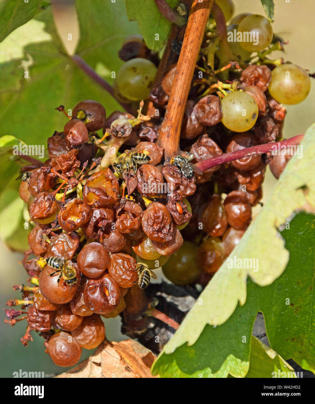White grapes for making the famous wine Hungarian Tokaji Aszu Stock ...