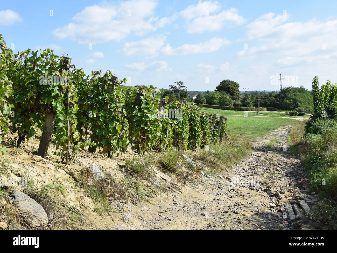 Tokaj aszu hi-res stock photography and images - Alamy