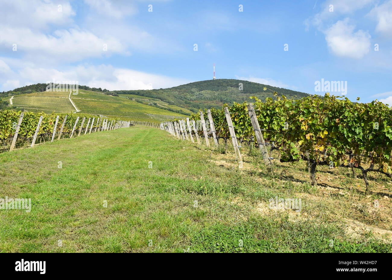 Tokay hungary landscape hi-res stock photography and images - Alamy