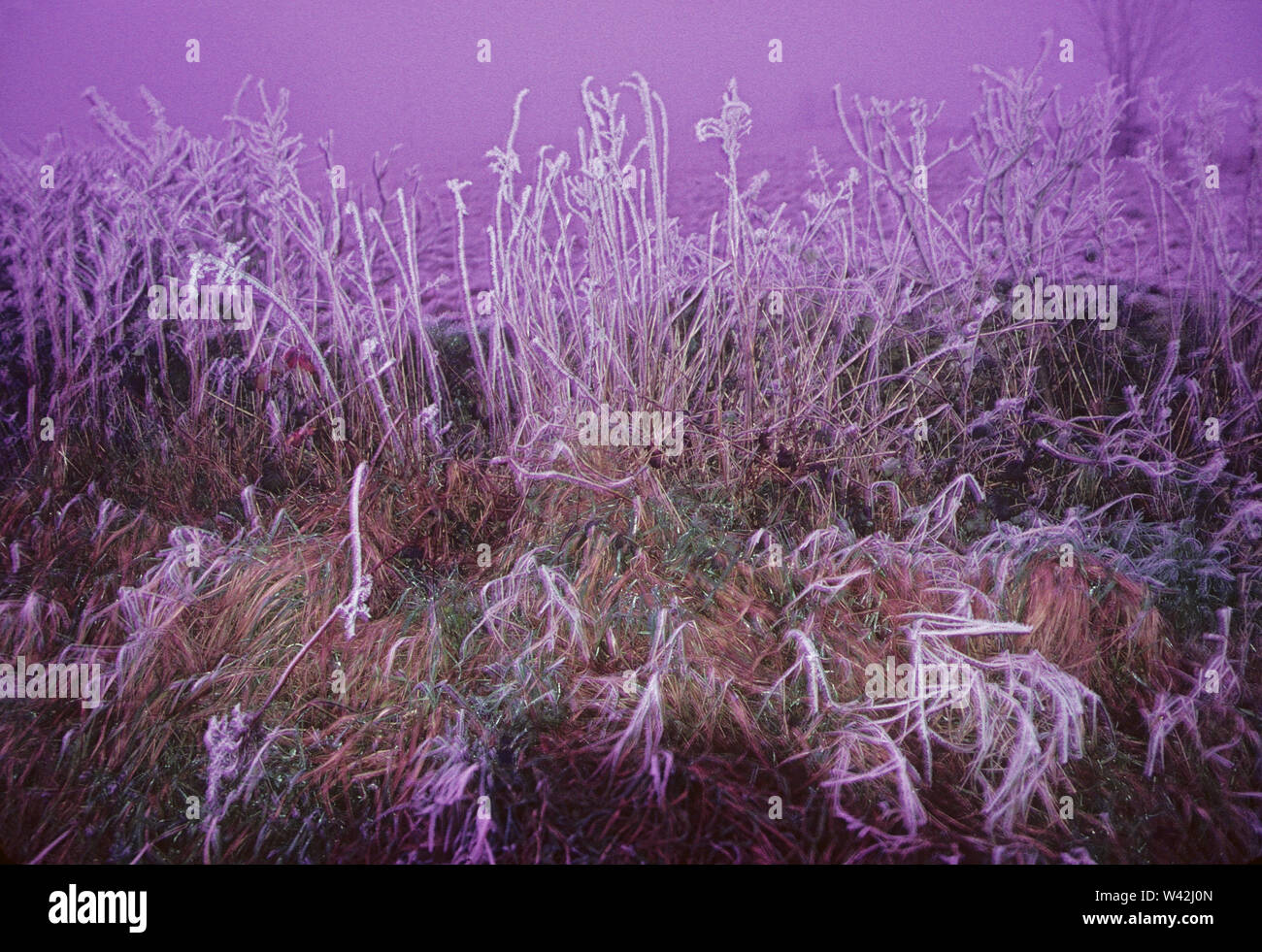 Winter in the Avening Valley, Glos, UK Stock Photo - Alamy