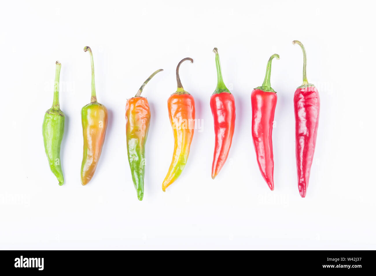 Chili pepper of gradient colors isolated on white background. Fresh and ...