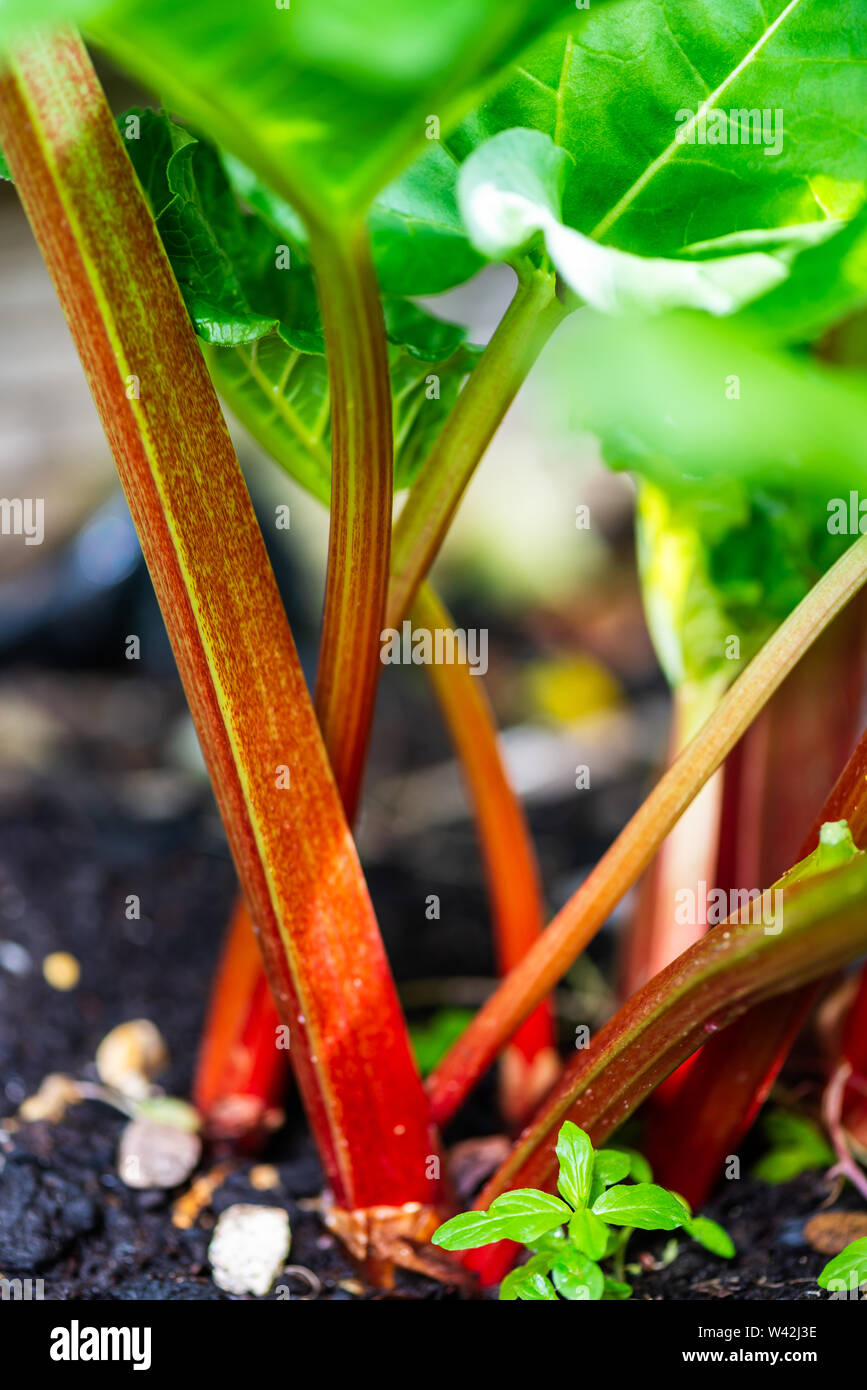 Fresh Rhubarb is growing in the garden during spring time Stock Photo ...