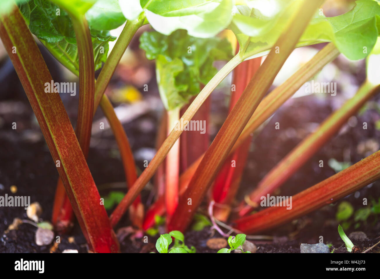 Fresh Rhubarb is growing in the garden during spring time Stock Photo ...