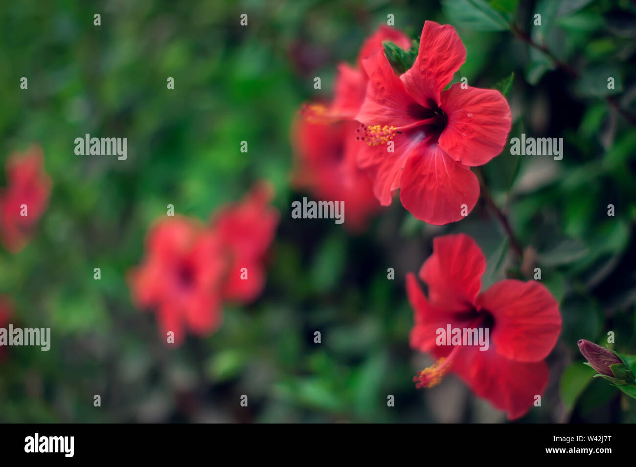 Red hibiscus karkade plant in the garden Stock Photo - Alamy