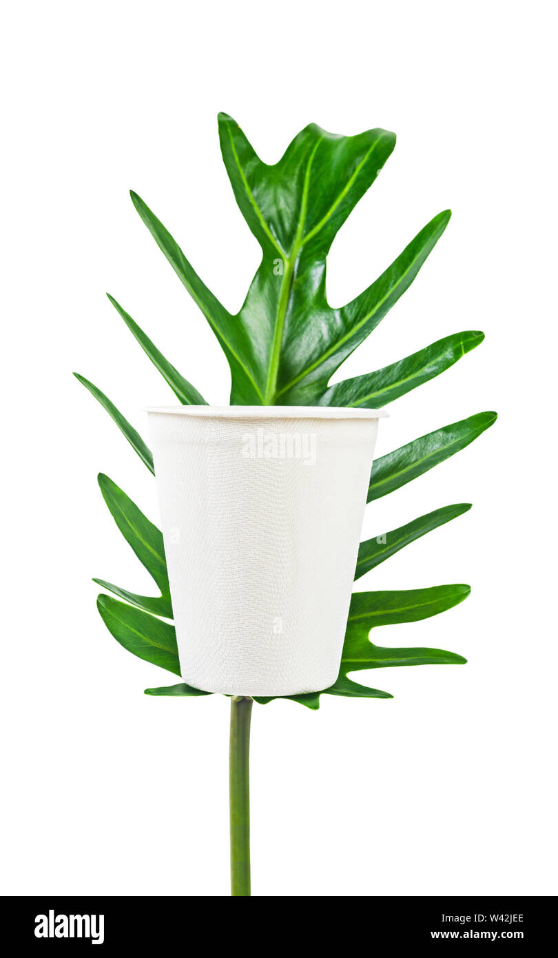 Green leaves on cardboard Cut Out Stock Images & Pictures - Alamy