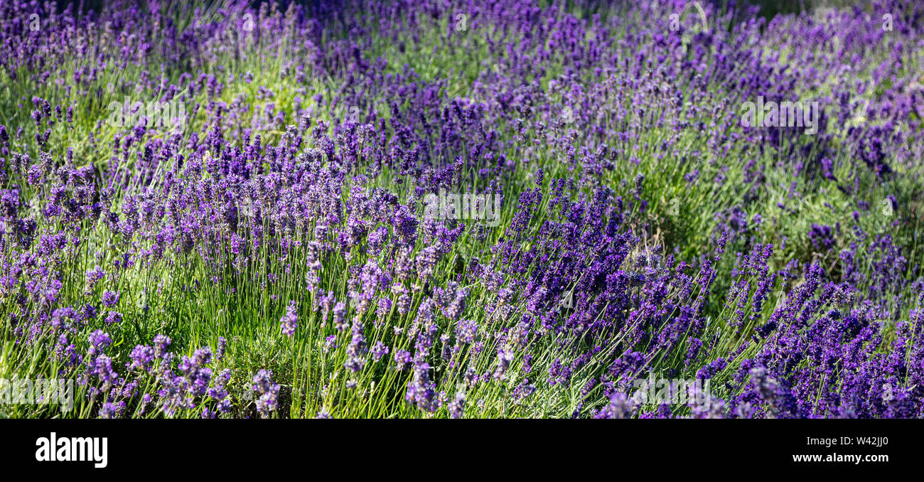 Lavender flowers, Closeup view of a lavender field blooming in ...