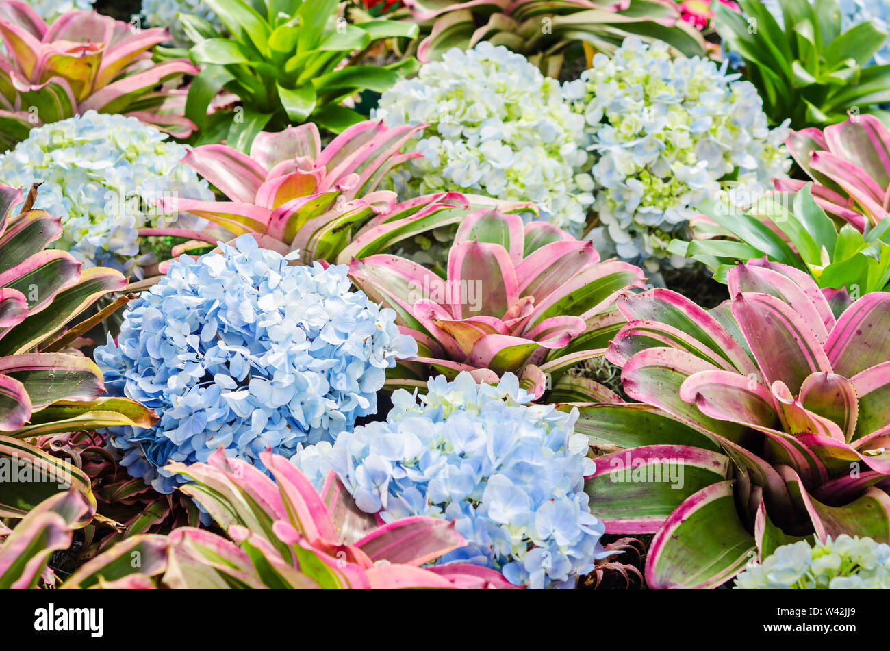 Beautiful hydrangea flower and nature plant in garden background Stock ...